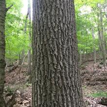 Tulip Poplar | CMP Tree Selection Tool